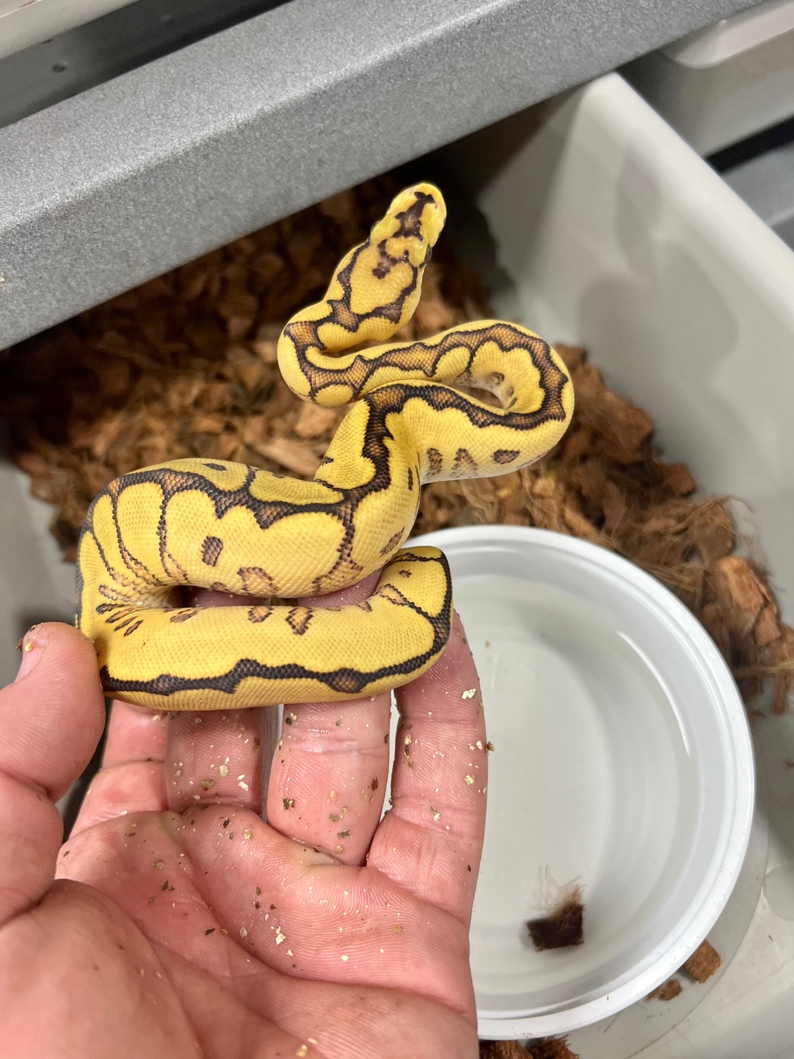 Phantom Red Stripe Spider Yellow Belly Clown Ball Python by Southern ...