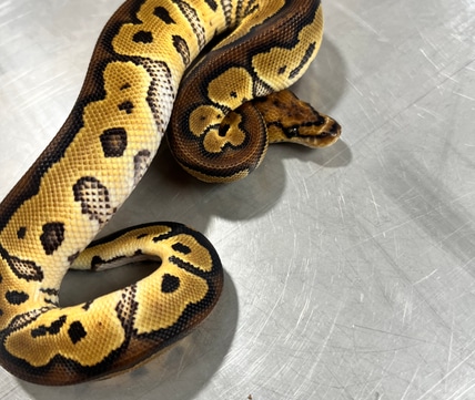 Phantom Red Stripe Spider Yellow Belly Clown Ball Python by Southern Ball Pythons - MorphMarket