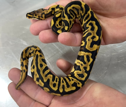 Phantom Red Stripe Spider Yellow Belly Clown Ball Python by Southern ...