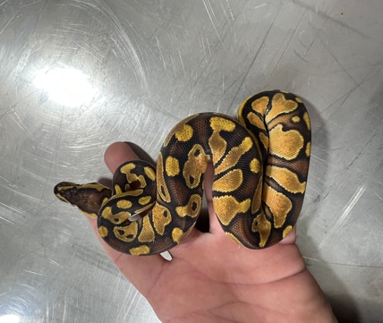 Phantom Red Stripe Spider Yellow Belly Clown Ball Python by Southern Ball Pythons - MorphMarket