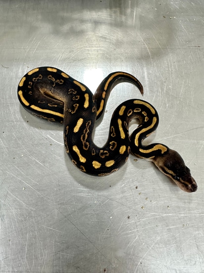 Wookie Black Pastel Phantom Double Het Clown Hypo Pos Yb Ball Python by ...