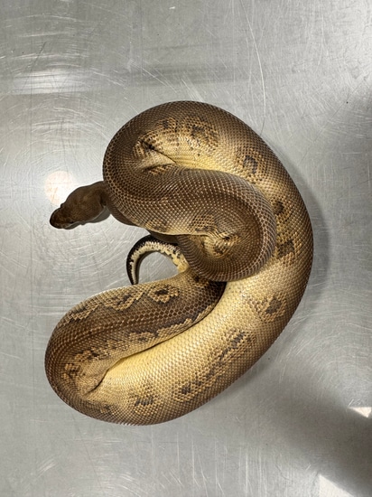 Cinnamon Mahogany Clown Ball Python by Southern Ball Pythons