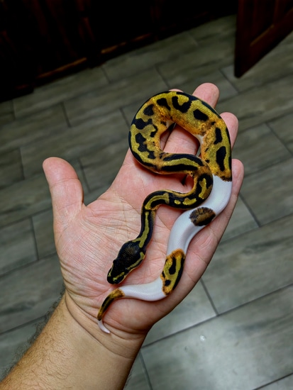 Hurricane Pied Pos Het Desert Ghost Ball Python by INK'd Pythons