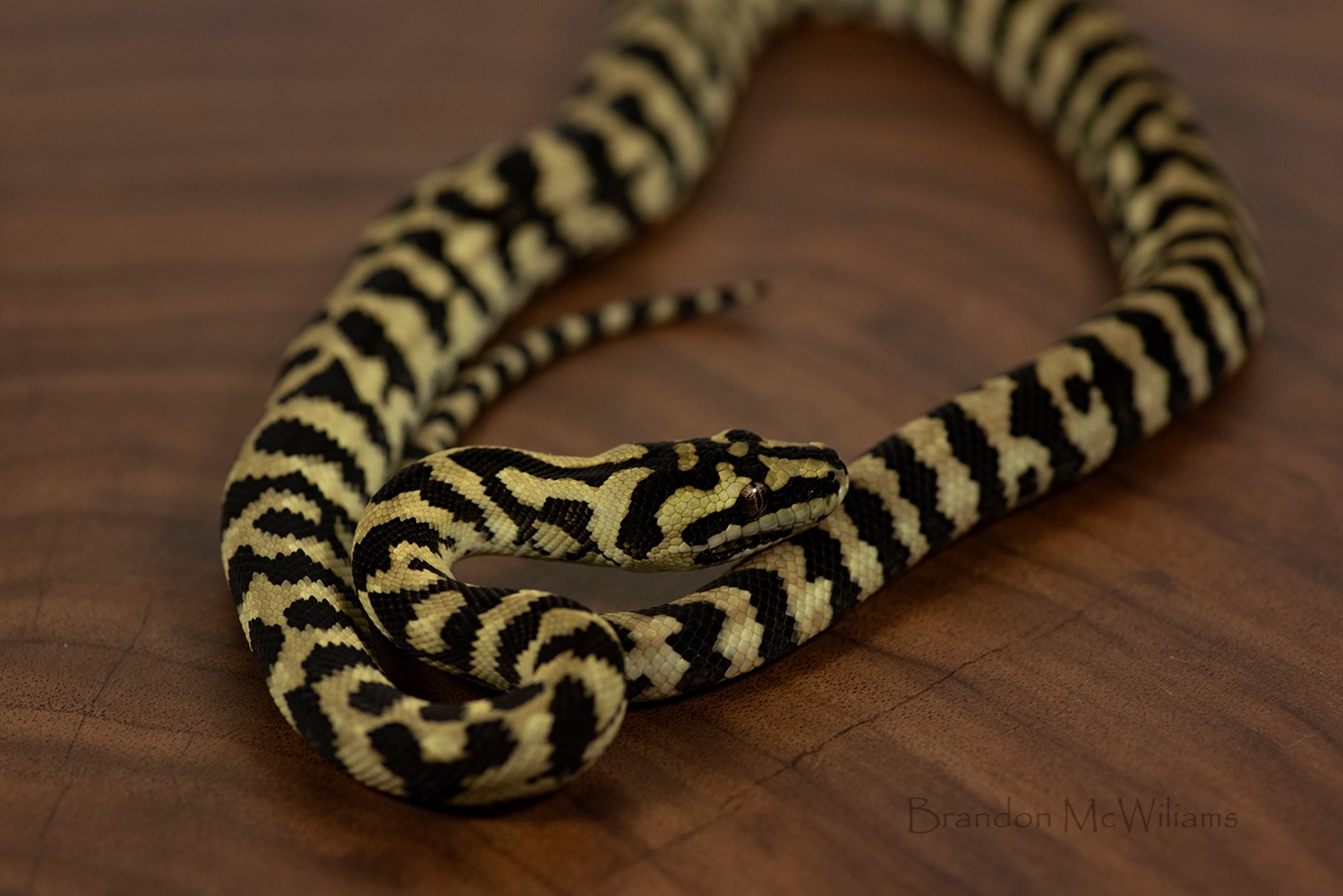 2022 Male Carpet Jungle Carpet Python by Brandon McWilliams Reptiles ...