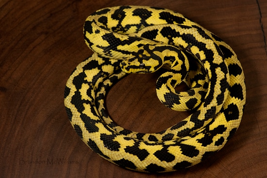 2021 Jungle Carpet Female Jungle Carpet Python by Brandon McWilliams ...