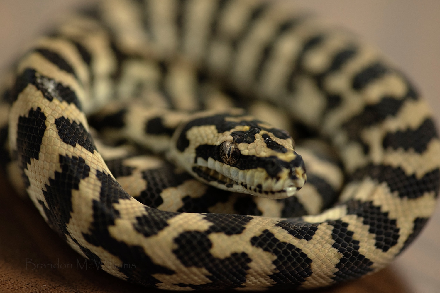 2022 Carpet F11 Jungle Carpet Python by Brandon McWilliams Reptiles ...