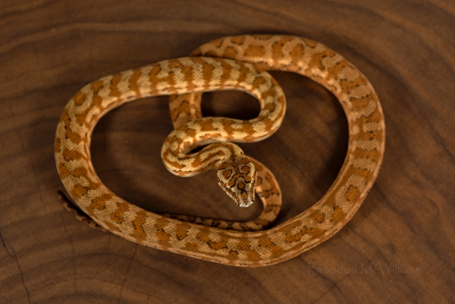 2022 Caramel (M4) Coastal Carpet Python by Brandon McWilliams Reptiles ...