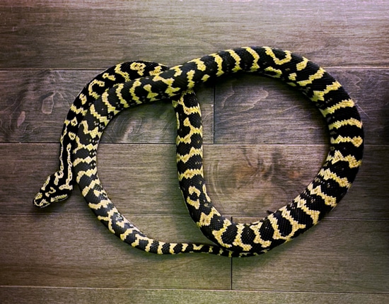 Deuce - Adult Male Jungle Carpet Jungle Carpet Python by Brandon ...