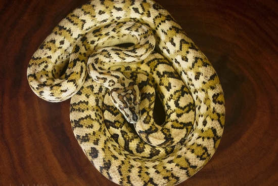 2022 Caramel Coastal Coastal Carpet Python by Brandon McWilliams Reptiles