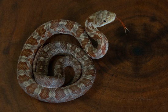 2024 Rusty Double Het Albino/white Sided Black Rat Eastern Rat Snake by Brandon McWilliams Reptiles