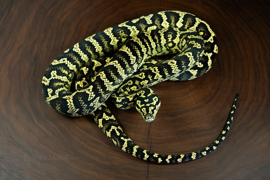 2019 Female Scattershot/Headhunter Jungle Carpet Python by Brandon ...