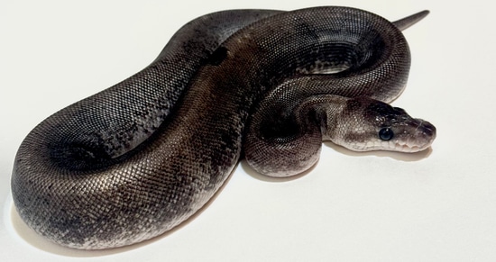 8 Ball Ball Python by Osterloth Exotics and Feeders