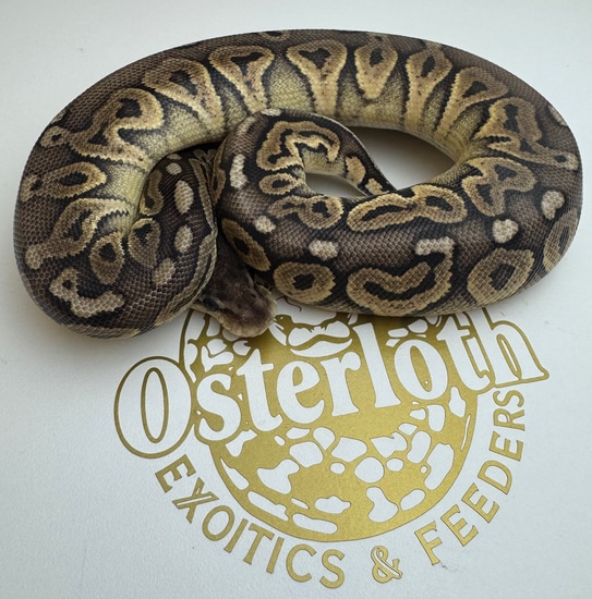 Black Pewter Ball Python by Osterloth Exotics and Feeders