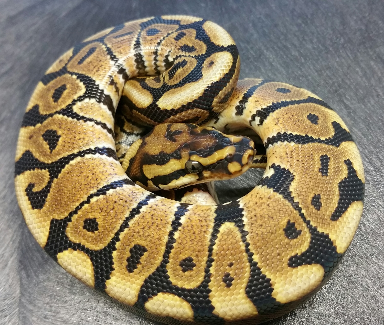 Spotnose Ball Python by Brandon Ramos Reptiles - MorphMarket