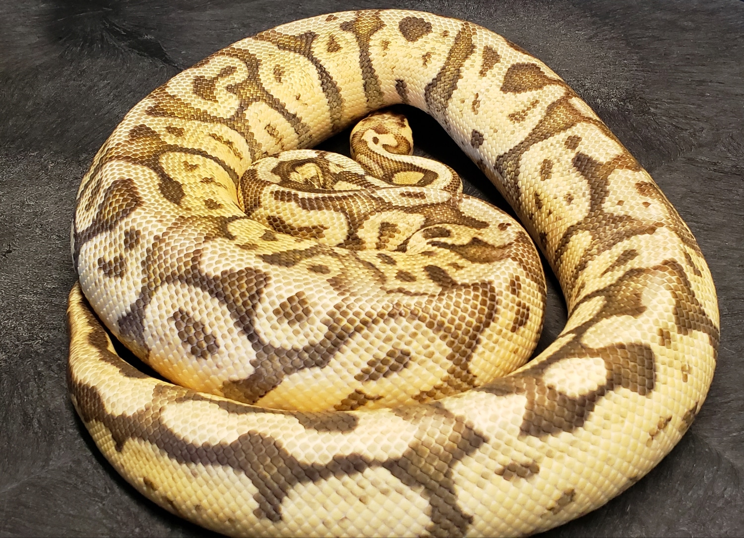 Superfly Ball Python by Brandon Ramos Reptiles - MorphMarket