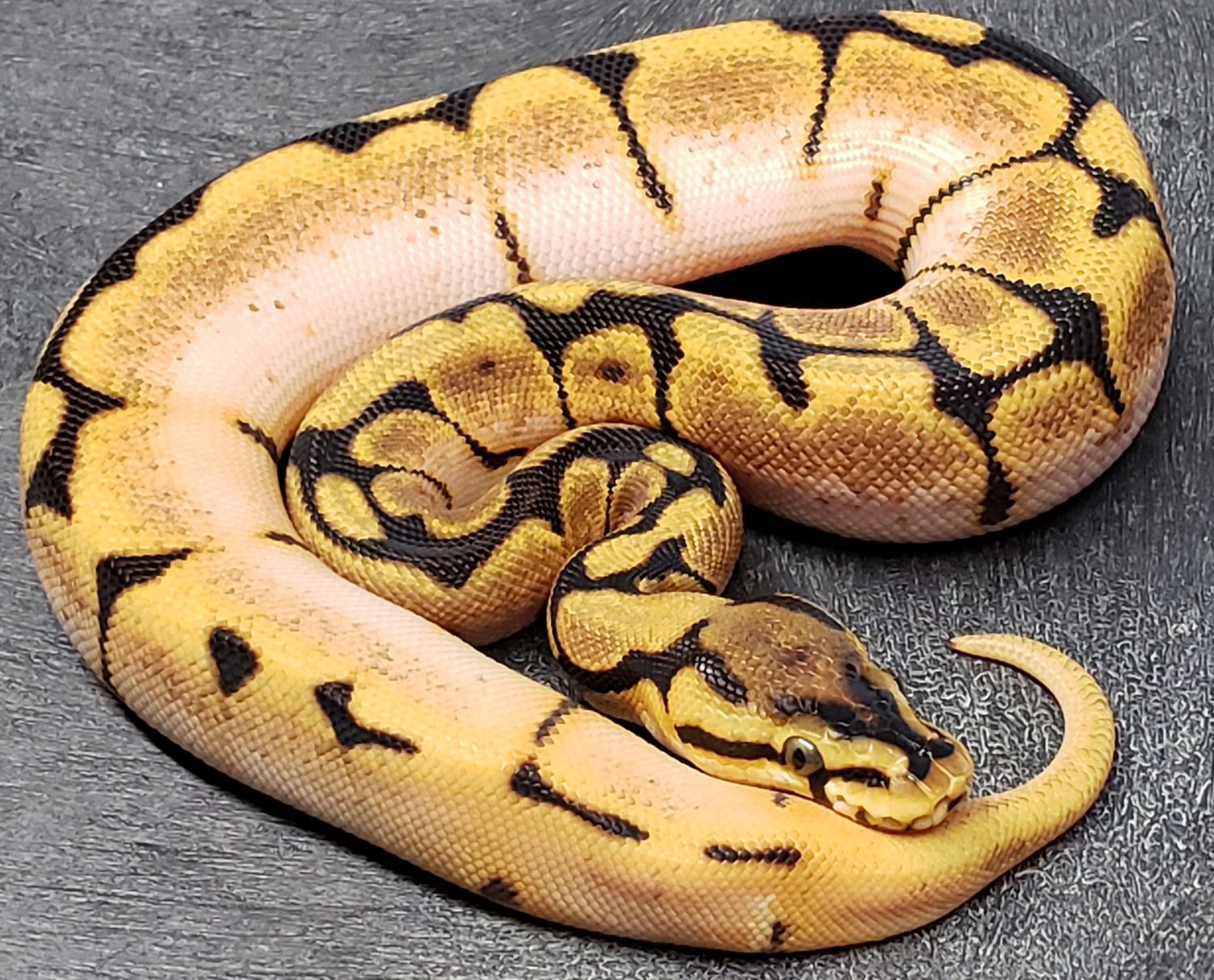 Orange Dream Spider Het Pied Ball Python by Brandon Ramos Reptiles ...