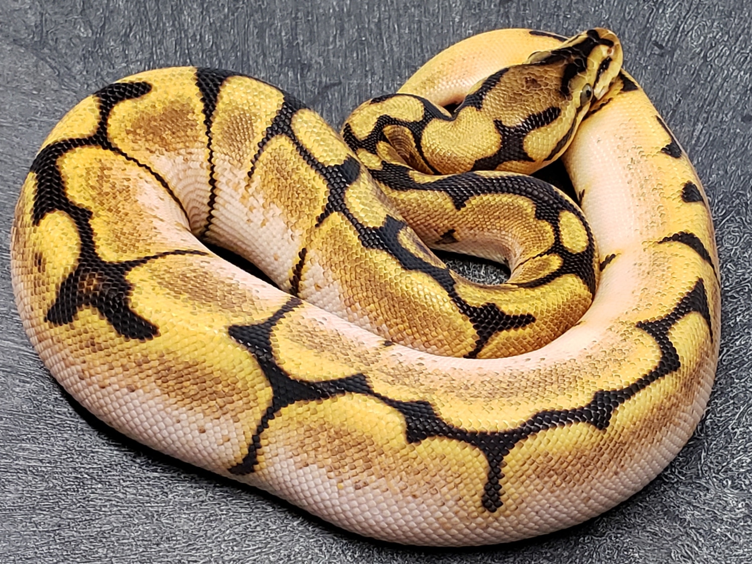 Orange Dream Spider Het Pied Ball Python by Brandon Ramos Reptiles ...