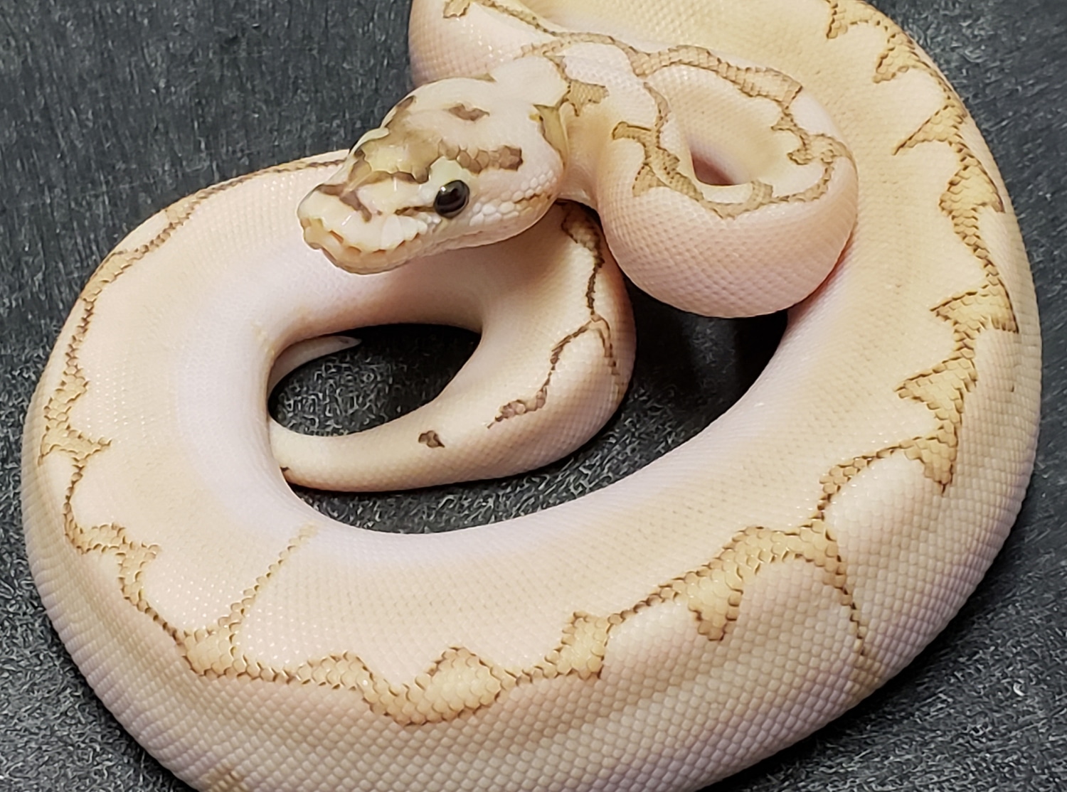 Bamboo Spider Het Clown Poss. Yellow Belly Poss. Het Pied Ball Python ...