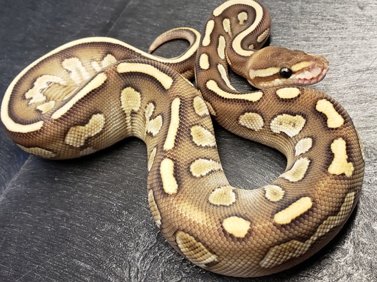 Butter Chocolate 100% Double Het Hypo/G-Stripe Ball Python by Brandon ...