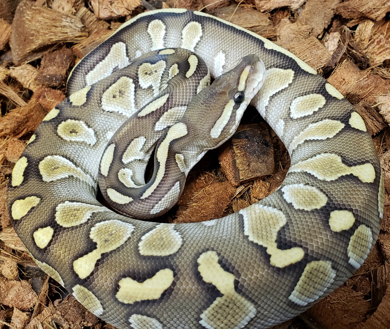 Butter Chocolate Het Hypo Ball Python by Brandon Ramos Reptiles ...