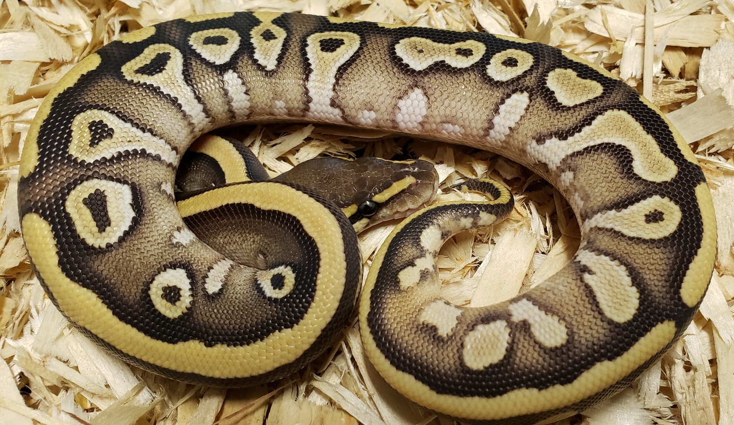 Mojave Triple Het Hypo/Clown/Pied Ball Python by Brandon Ramos Reptiles ...