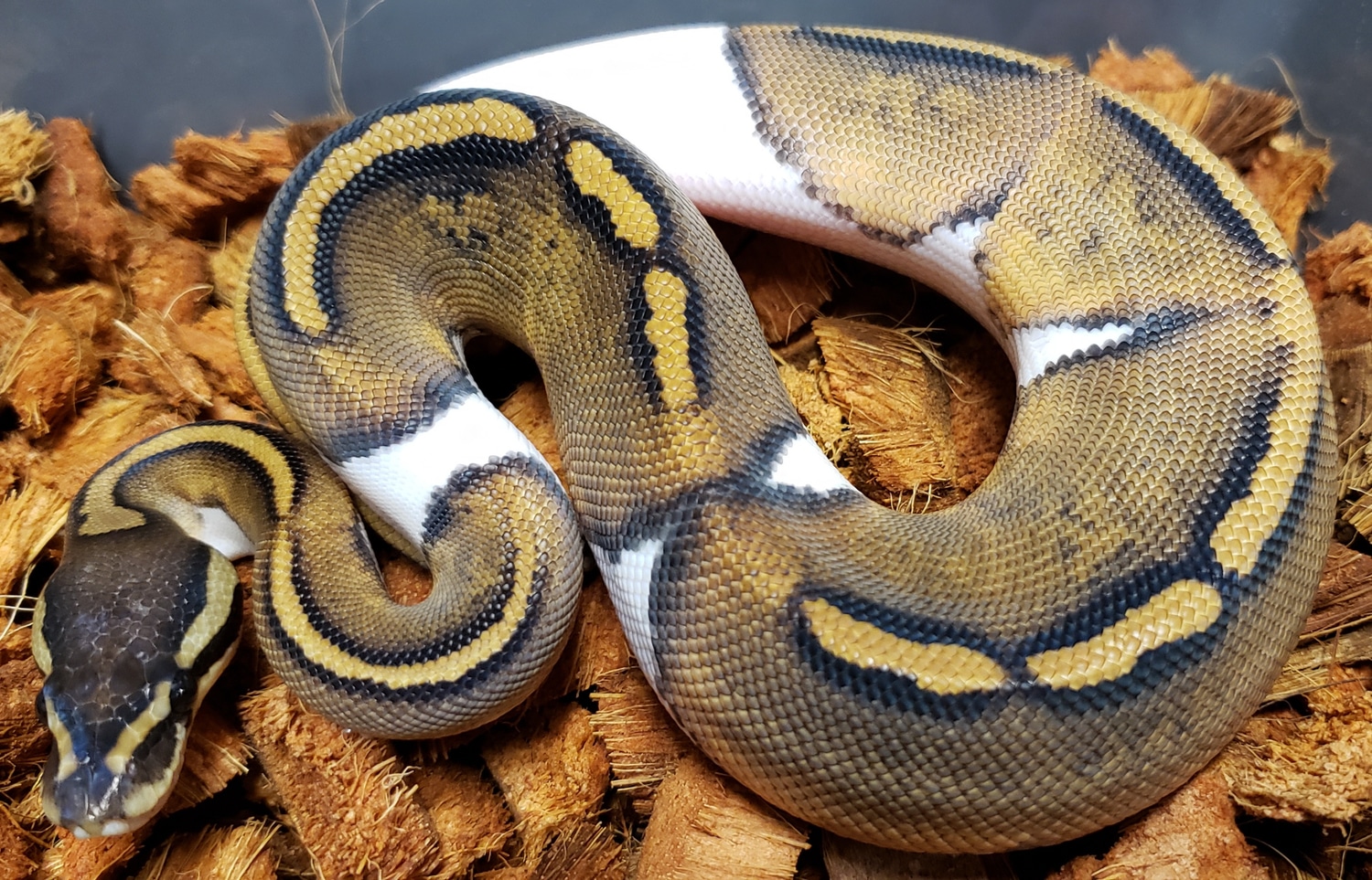 Black Pastel Pied Ball Python by Brandon Ramos Reptiles - MorphMarket