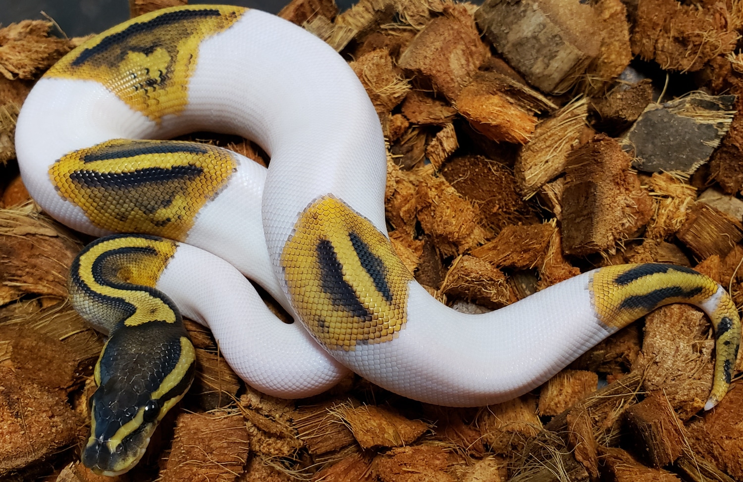 Pied Het Clown Ball Python by Brandon Ramos Reptiles - MorphMarket