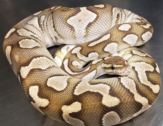 Butter Chocolate Triple Het Albino/Hypo/Clown Ball Python by Brandon ...
