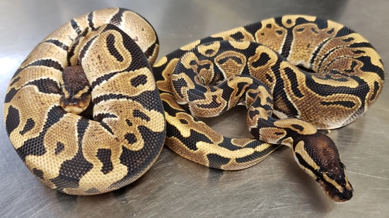 100% Het Tri Stripe Poss. Het Albino 1.1 Pair Ball Python by Brandon ...