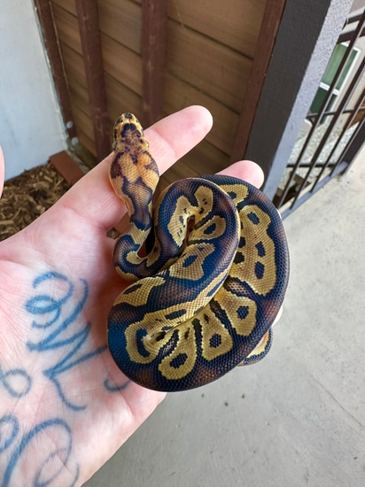 OD Clown Ball Python by Richter Reptiles