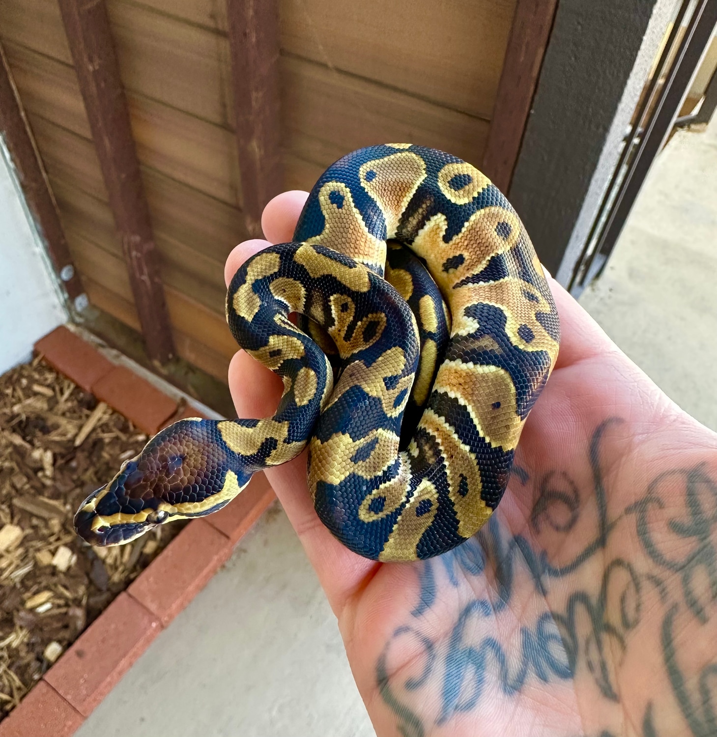 OD Het Pied Ball Python by Richter Reptiles - MorphMarket
