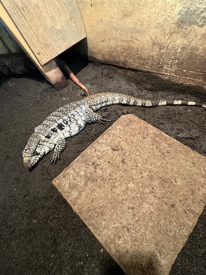 Very Tame Female Tegu Argentine Tegus by Uptown reptiles