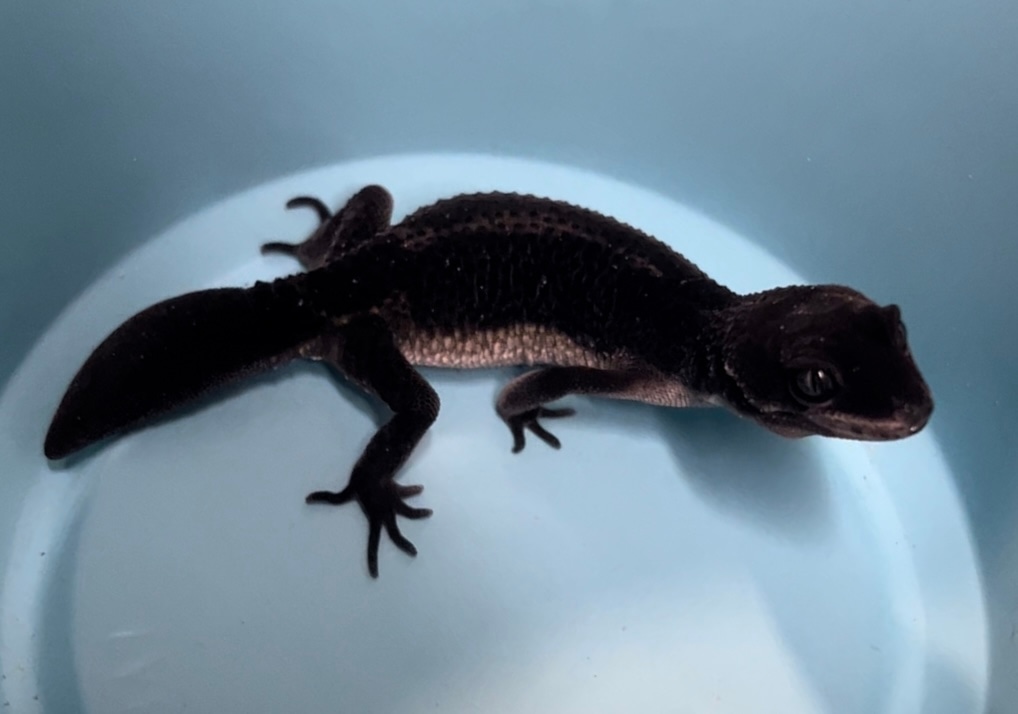 Pure Black Night Leopard Gecko by Brando’s Geckos and Exotics - MorphMarket