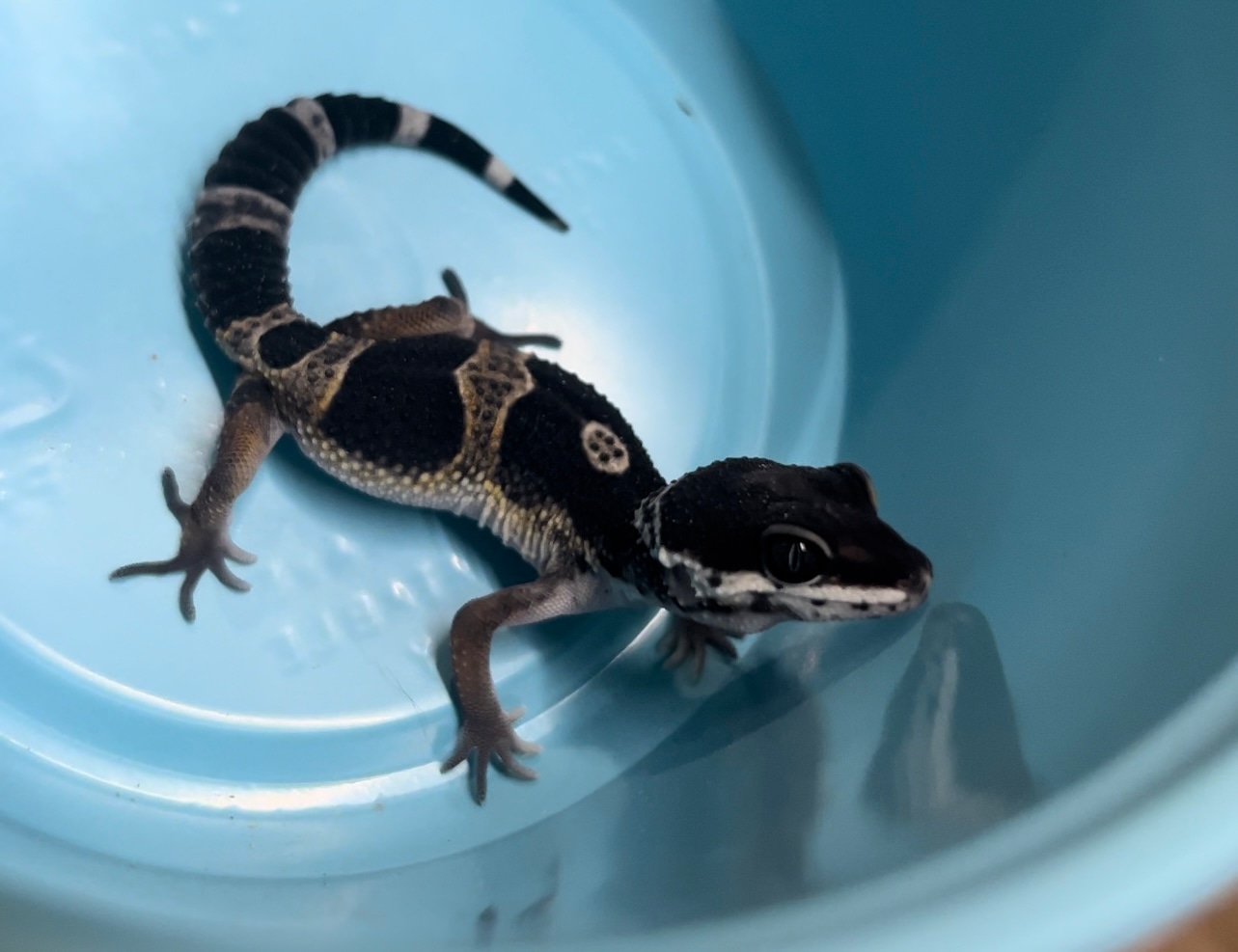 Black Night Melanistic Tangerine Cross Leopard Gecko by Brando’s Geckos ...