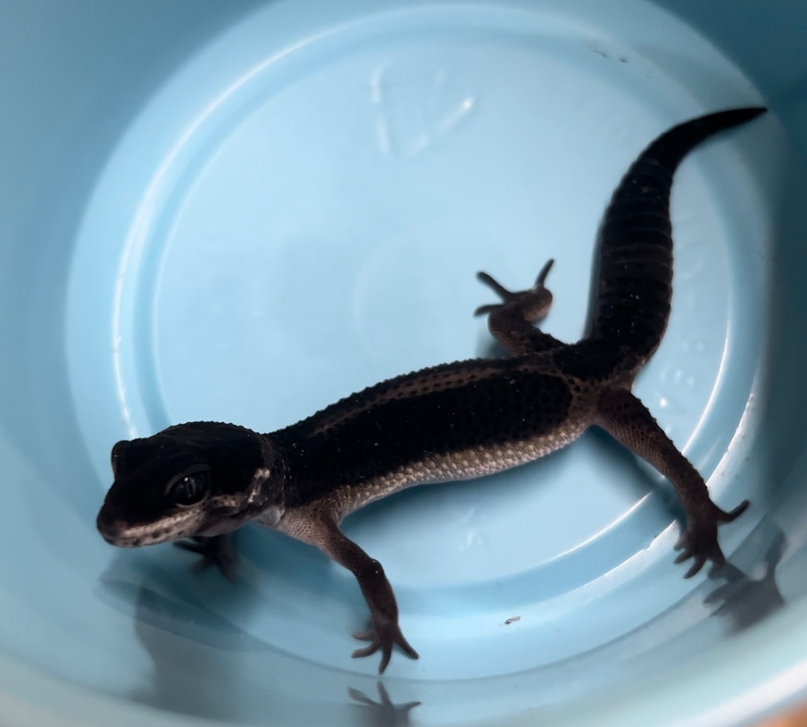 Pure Black Night Leopard Gecko by Brando’s Geckos and Exotics - MorphMarket