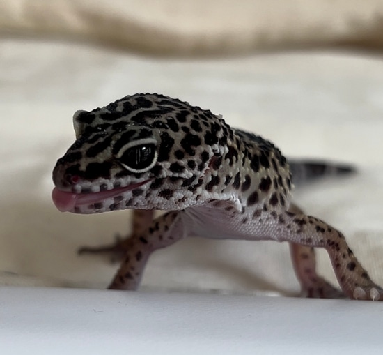 Black Night X High Yellow Bandit Leopard Gecko by Brando’s Geckos