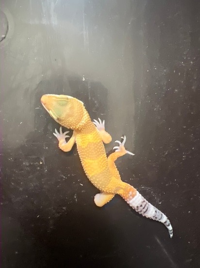 Tangerine X Hypo High Yellow Leopard Gecko by Brando’s Geckos