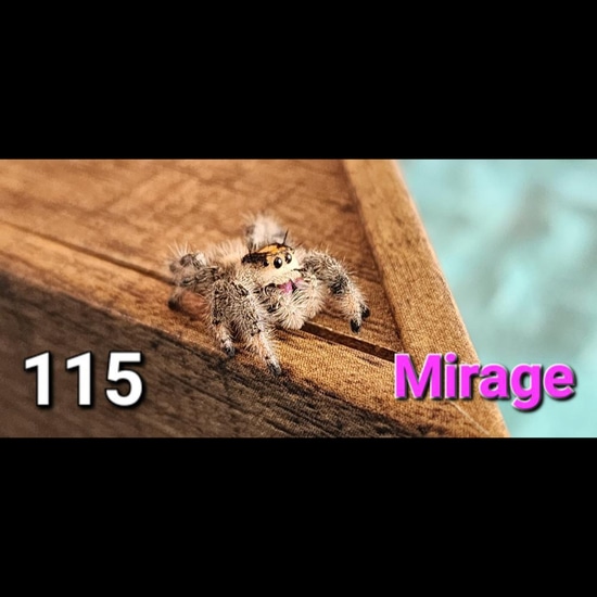 Regal Jumping Spider-Mirage by Spider Queen