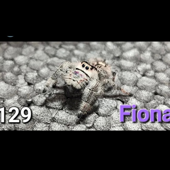 Regal Jumping Spider-Fiona by Spider Queen