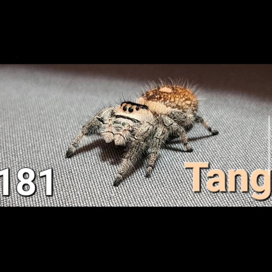 Regal Jumping Spider-Tang by Spider Queen