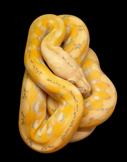 2024 Male Platinum Albino 100% Het Anery 65.6% Kalaotoa 6.25% Jamp ...