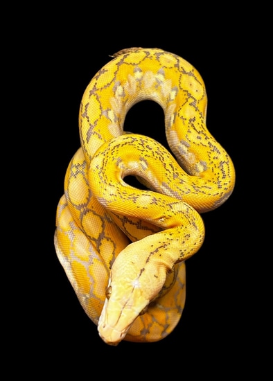 2024 Female Purple Albino 100% Het Anery 65.6% Kalaotoa 6.25% Jamp ...