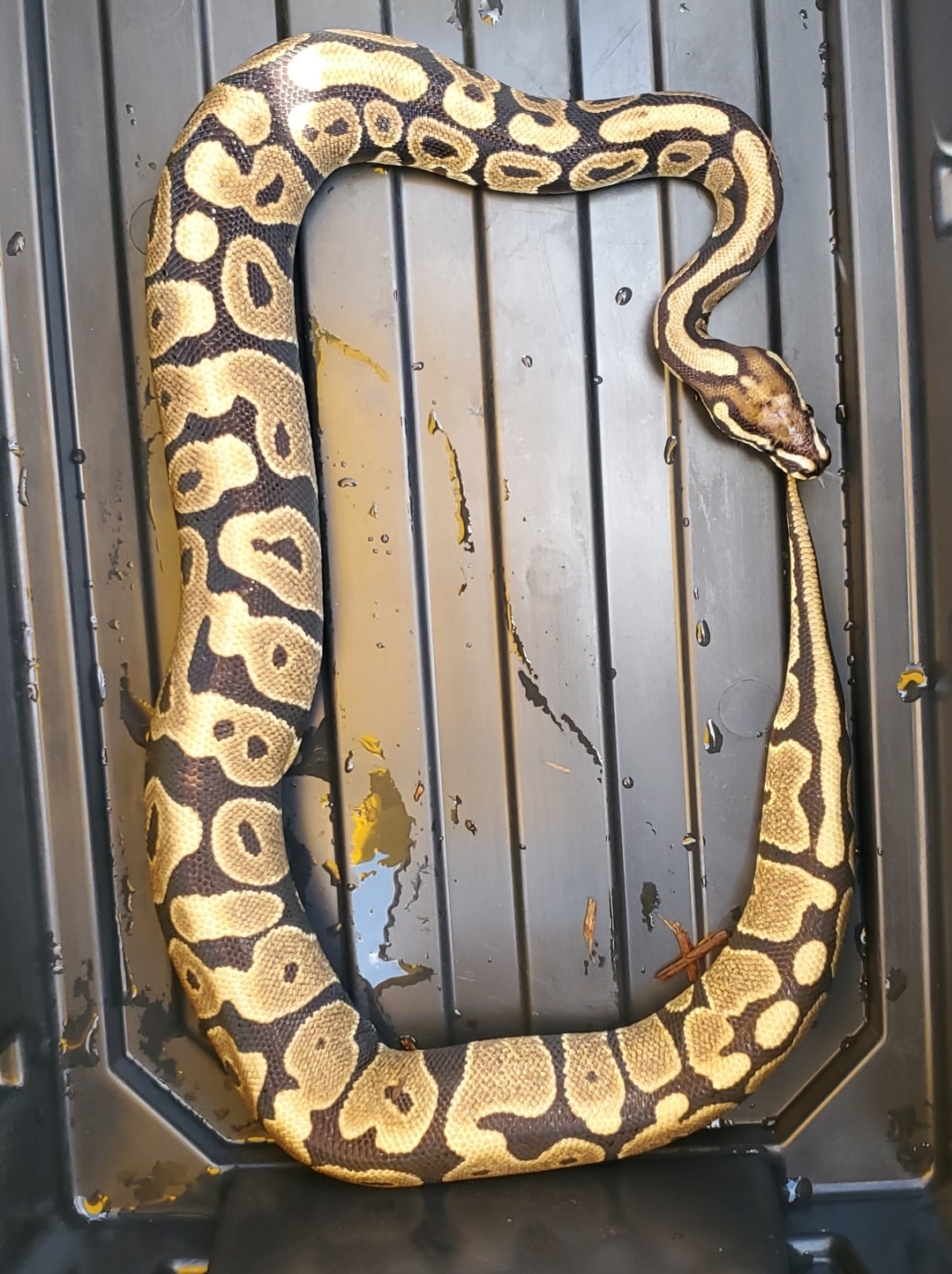 Spotnose Ball Python by Reid's Reptilian Cave - MorphMarket