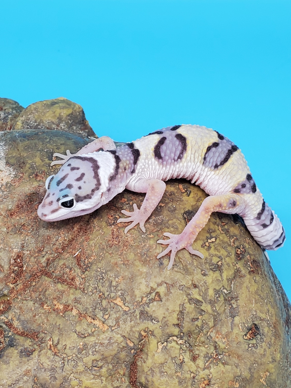Mac Snow Leopard Gecko by Cold Blooded Sensations - MorphMarket