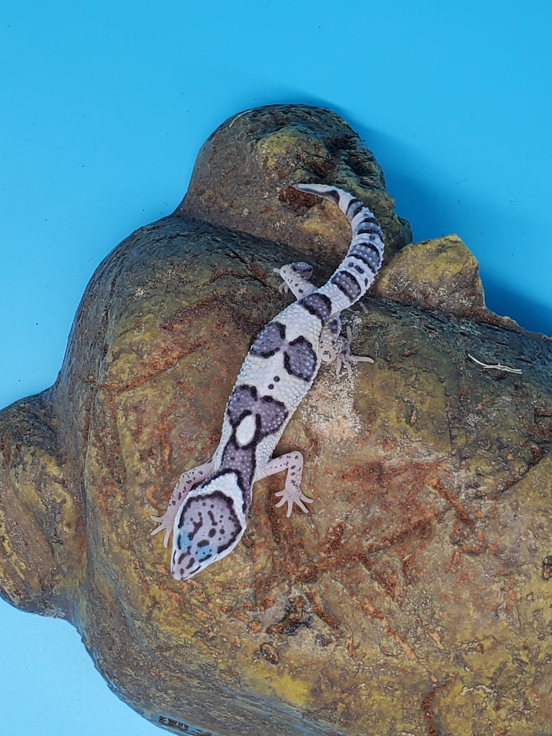 Mac Snow Leopard Gecko by Cold Blooded Sensations - MorphMarket
