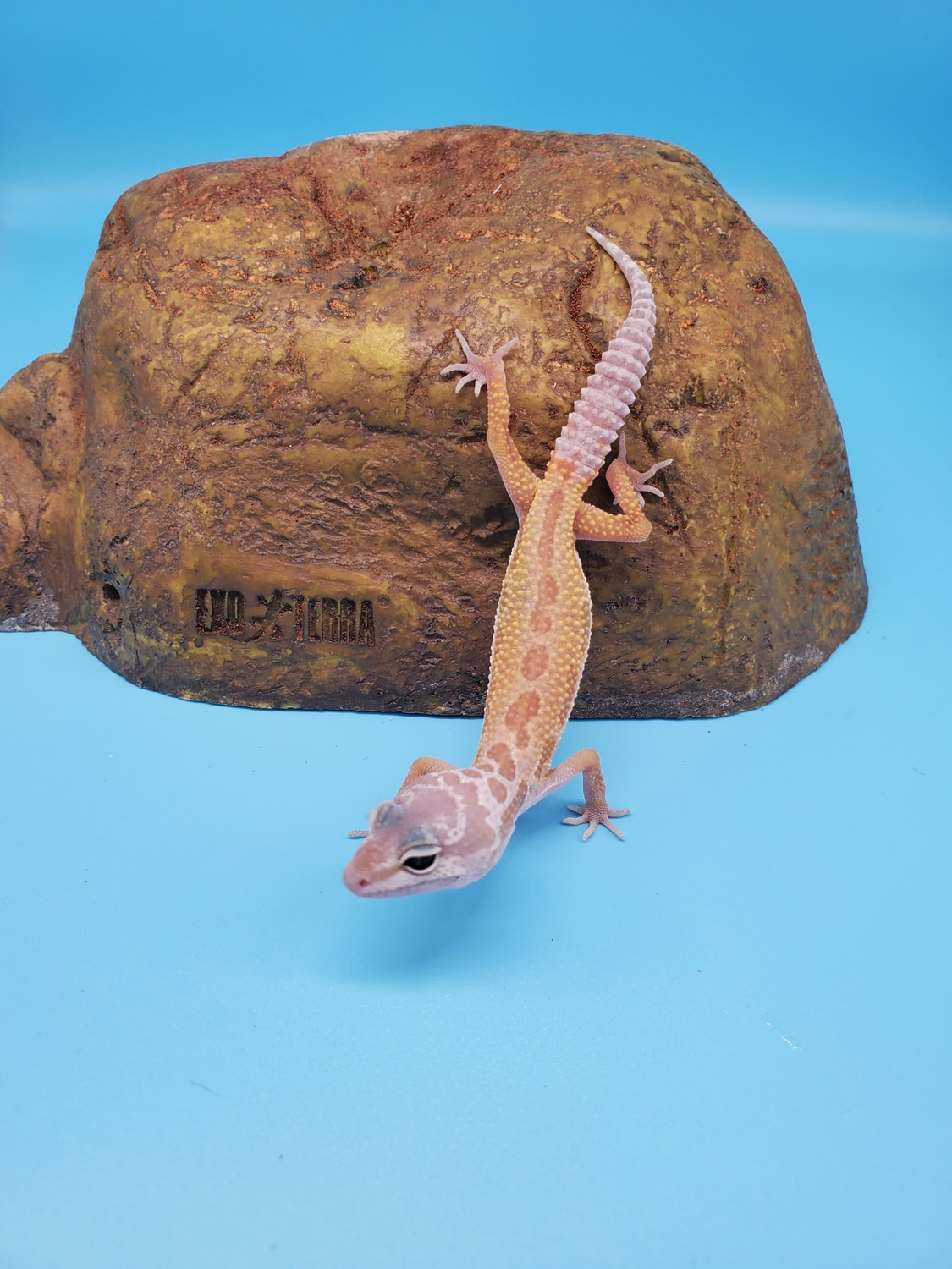 Leucistic Leopard Gecko by Cold Blooded Sensations - MorphMarket
