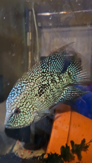 Unfaded Super Red Texas PROVEN BREEDER Male$120 New World by Brant's ...