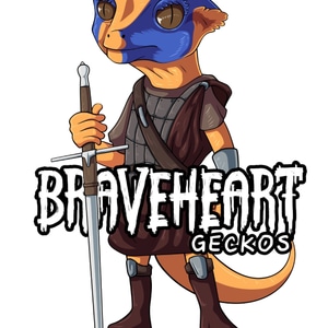 Braveheart Geckos - MorphMarket