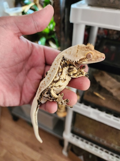 Strickland Crested Gecko by Braveheart Geckos