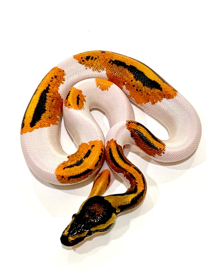 OD YB Pied Ball Python by Ambush Predator Exotics